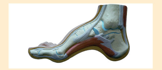 Inversion Sprain & the Effects of Forefoot Valgus | DLT Podiatry